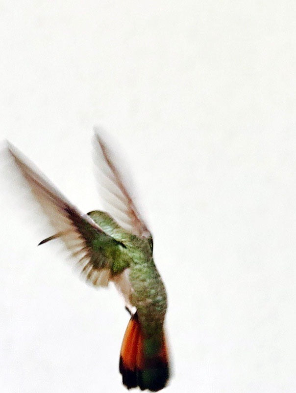 Humming Wings – Shop Agora Gallery Stratford